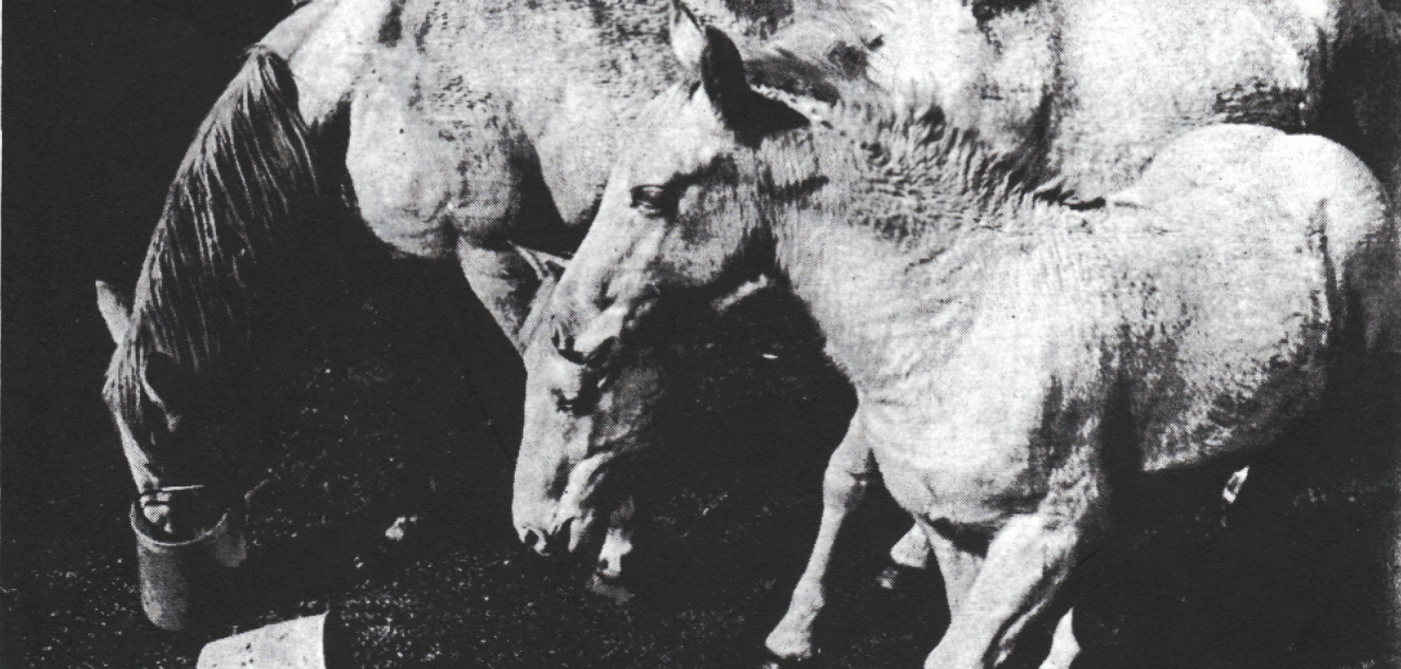Pulos Farm Archives - Bill Pulos